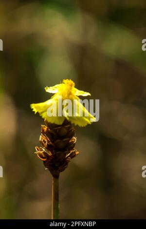 Lentibulariaceae Is an insectivorous plant. Yellow wild flowers growing ...