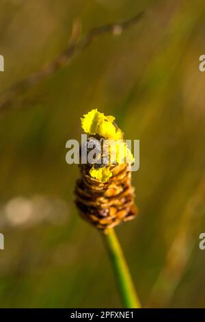 Lentibulariaceae Is an insectivorous plant. Yellow wild flowers growing ...