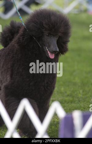 Standard Poodle dog competing in agility Stock Photo - Alamy