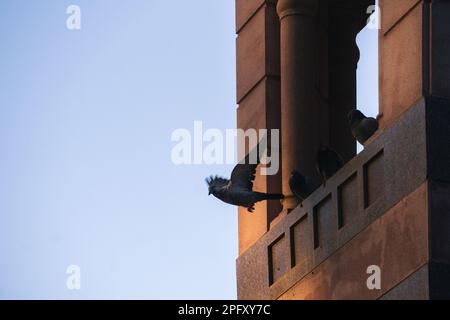 MECCA, SAUDI ARABIA: MAR 8, 2023. A pigeon is flying in Mecca near Al ...