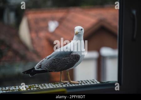 A seagull sits on a window sill, close-up Stock Photo - Alamy