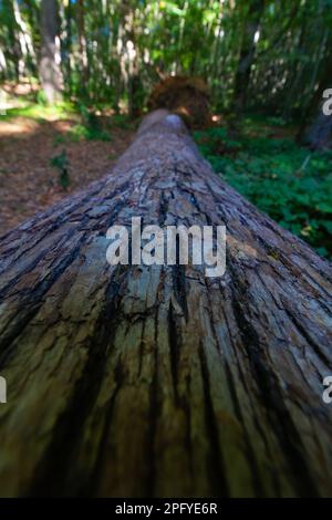 Overturned tree in the forest, selective sharpness Stock Photo - Alamy