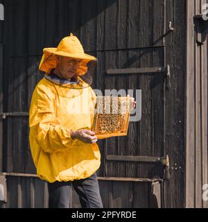 Beekeeper viewing movable bee hive frame, inspecting colony health and ...