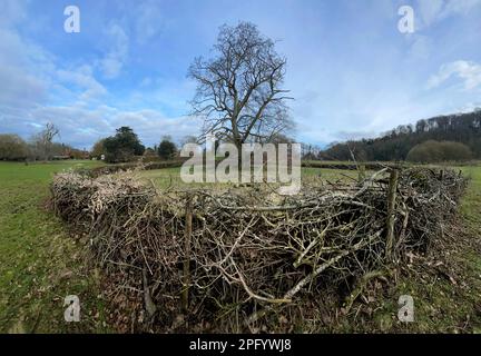 Dead hedge (fence )around an old oak tree in the meadow of Gilbert ...