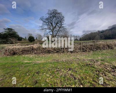 Dead hedge (fence )around an old oak tree in the meadow of Gilbert ...