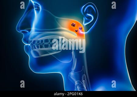 Xray lateral or profile view of the nasal cavity 3D rendering ...
