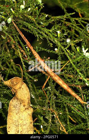 Prickly Stick Insect, Acanthoxyla prasina, on Houseleek, Sempervivum ...