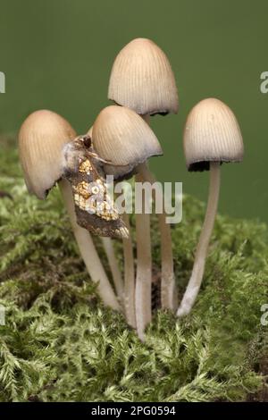 Gortyna ochracea, Xanthoecia flavago, frosted orange moth (Gortyna ...