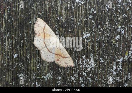 Maiden's Blush (Cyclophora punctaria) adult perched on the needles of a ...