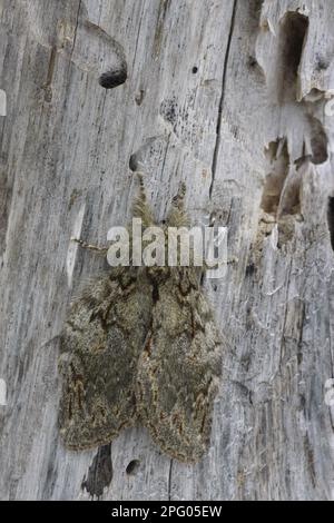 Great Prominent moth - female (Peridea anceps Stock Photo - Alamy