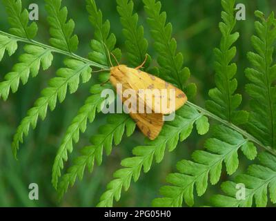 Yellow tiger moth (Rhyparia purpurata) adult, showing red hindwing ...