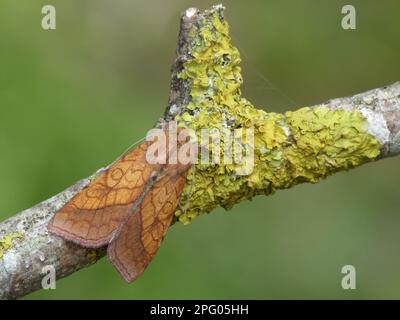 Umbra Sun Owl, bordered sallow (Pyrrhia umbra), Umbra Sun Owls, Golden ...
