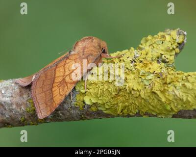 Umbra Sun Owl, bordered sallow (Pyrrhia umbra), Umbra Sun Owls, Golden ...
