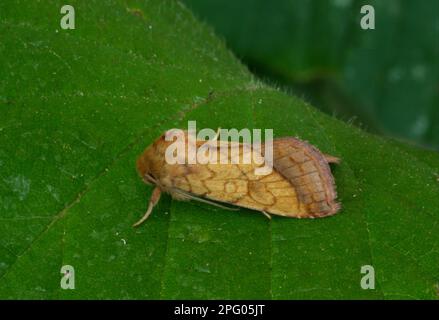 Umbra Sun Owl, bordered sallow (Pyrrhia umbra), Umbra Sun Owls, Golden ...