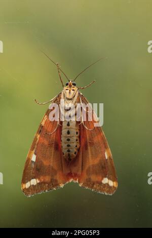 spanish flag moth Stock Photo - Alamy