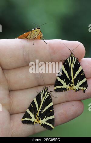 Jersey tiger in the green Stock Photo - Alamy