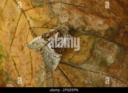 Burrowing Owl, nut-tree tussocks (Colocasia owlet moth (Noctuidae ...