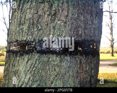 Mottled umber (Erannis defoliaria), Large Frost Moth, Insects, Moths ...