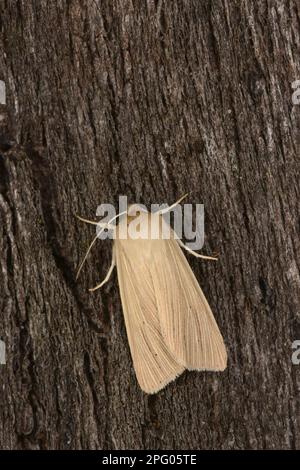 Sharp-winged Grass Owl, Marsh White Owl, Reddish-yellow Reed Owl, Sharp ...