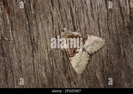 Burrowing Owl, nut-tree tussocks (Colocasia owlet moth (Noctuidae ...