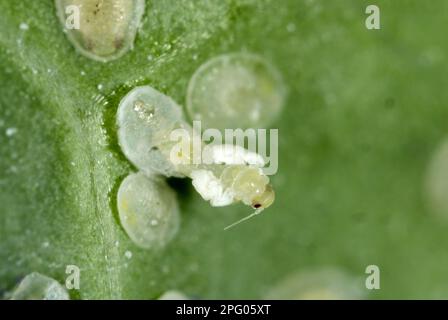 Cabbage moth scale insect, Cabbage moth scale insect, Cabbage moth ...