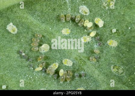 Cabbage moth scale insect, Cabbage moth scale insect, Cabbage moth ...