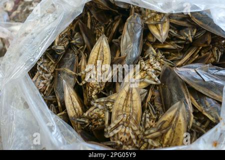 Giant water bugs, Lethocerus indicus, on a food stall in a market in ...
