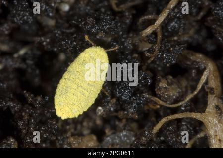 Golden root mealybug, Chryseococcus arecae, on the roots of Corokia ...