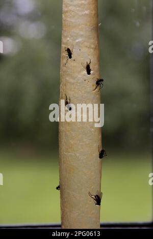 Flypaper strips, flypaper, flytrap Stock Photo - Alamy
