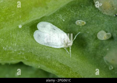 Cabbage moth scale insect, Cabbage moth scale insect, Cabbage moth ...