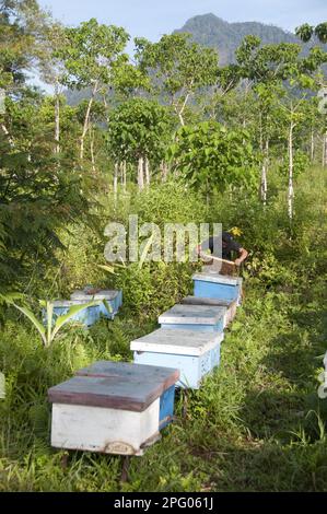 Slopes of the Ijen volcano, Java Island, Indonesia Stock Photo - Alamy