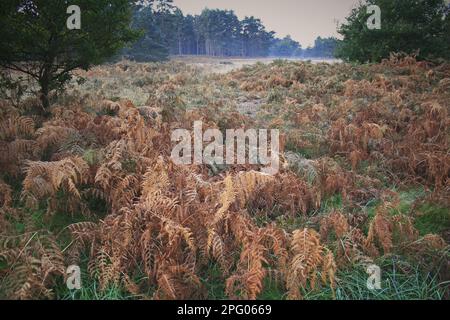 Breckland landscape suffolk Stock Photo - Alamy