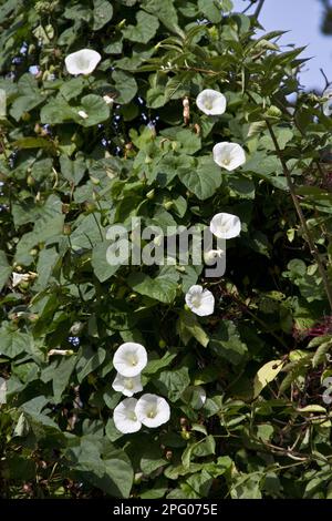 White hedge bindweed blossom Stock Photo - Alamy