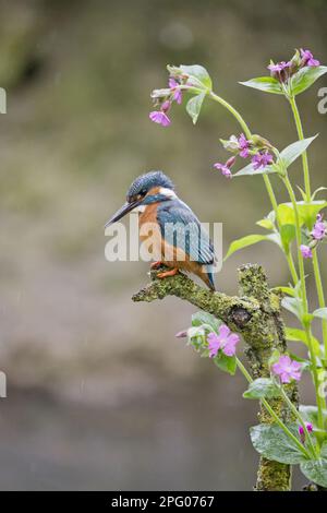 Kingfisher (Alcedo atthis) Kingfisher perched amongst crabapple ...