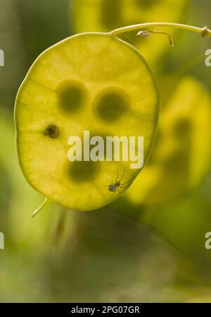 Silverleaf, Moon Violet, Lunaria annua, annual honesty (Lunaria annua ...