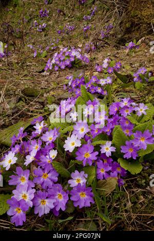 Common Primrose Primula vulgaris and Lesser celandine (Ficaria verna ...
