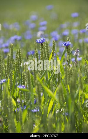 Cornflower (Centaurea cyanus) flowering mass, growing as weed in wheat ...