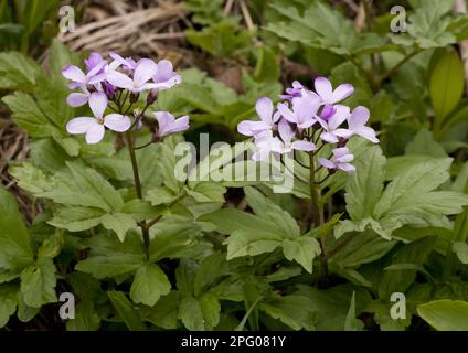 Five-leaved Toothwort (Dentaria quinquefolia) flowering, growing in ...