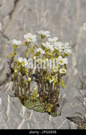 Blue-green Saxifrage (Saxifraga caesia) flowering, growing on limestone ...