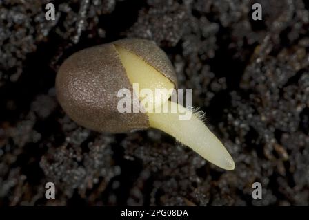 A germinating cabbage seed with root development with root hairs on the ...