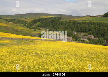 View of upland meadows with Meadow Buttercup (Ranunculus acris ...