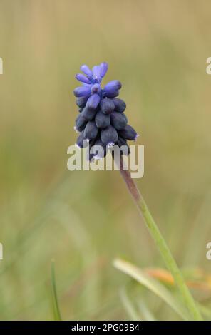 Muscari racemosum, Vineyard Grape Hyacinth, grape hyacinth ...