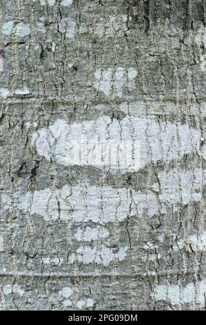 forest fever tree (Anthocleista grandiflora Stock Photo - Alamy