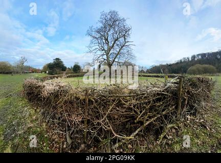 Dead hedge (fence )around an old oak tree in the meadow of Gilbert ...
