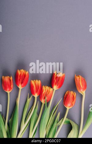 Red tulips on grey background, copy space Stock Photo - Alamy