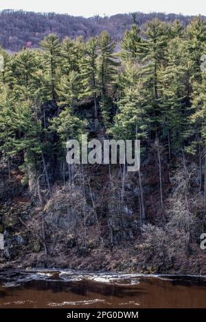 Pine trees along the St. Croix River at Interstate State Park on a ...