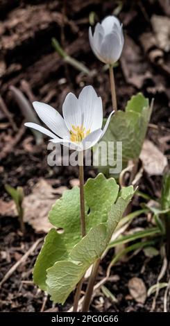 Single beautiful spring Bloodroot blooming with a leaf wrapped around ...