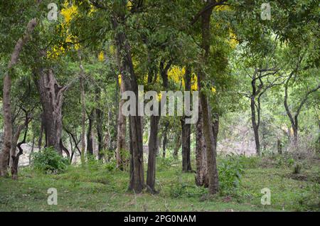 Beautiful Sandalwood forest at Marayoor near Munnar in Kerala, India ...