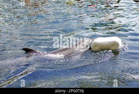 Trained Dolphin playing with a Float Stock Photo - Alamy