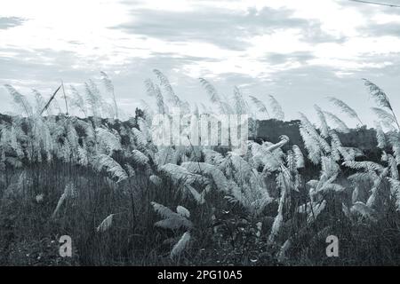 kash flower and rural west bengal india Stock Photo - Alamy